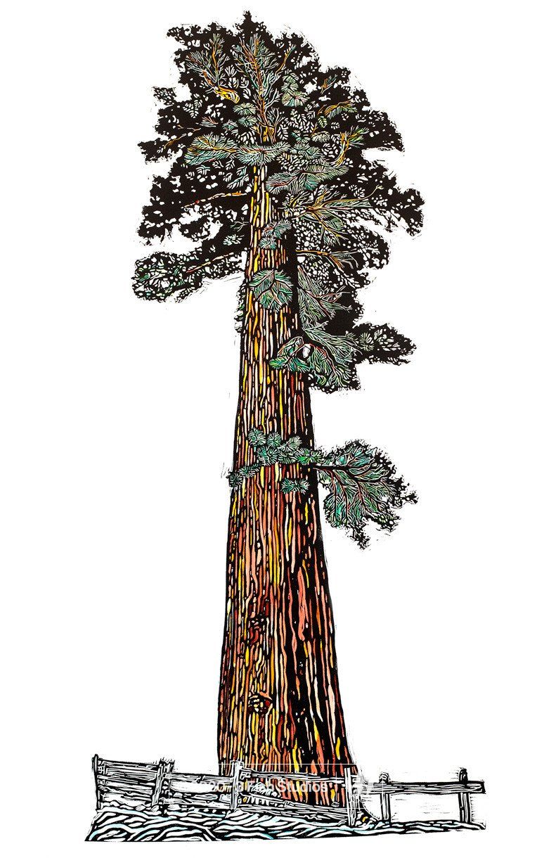 giant sequoia drawing